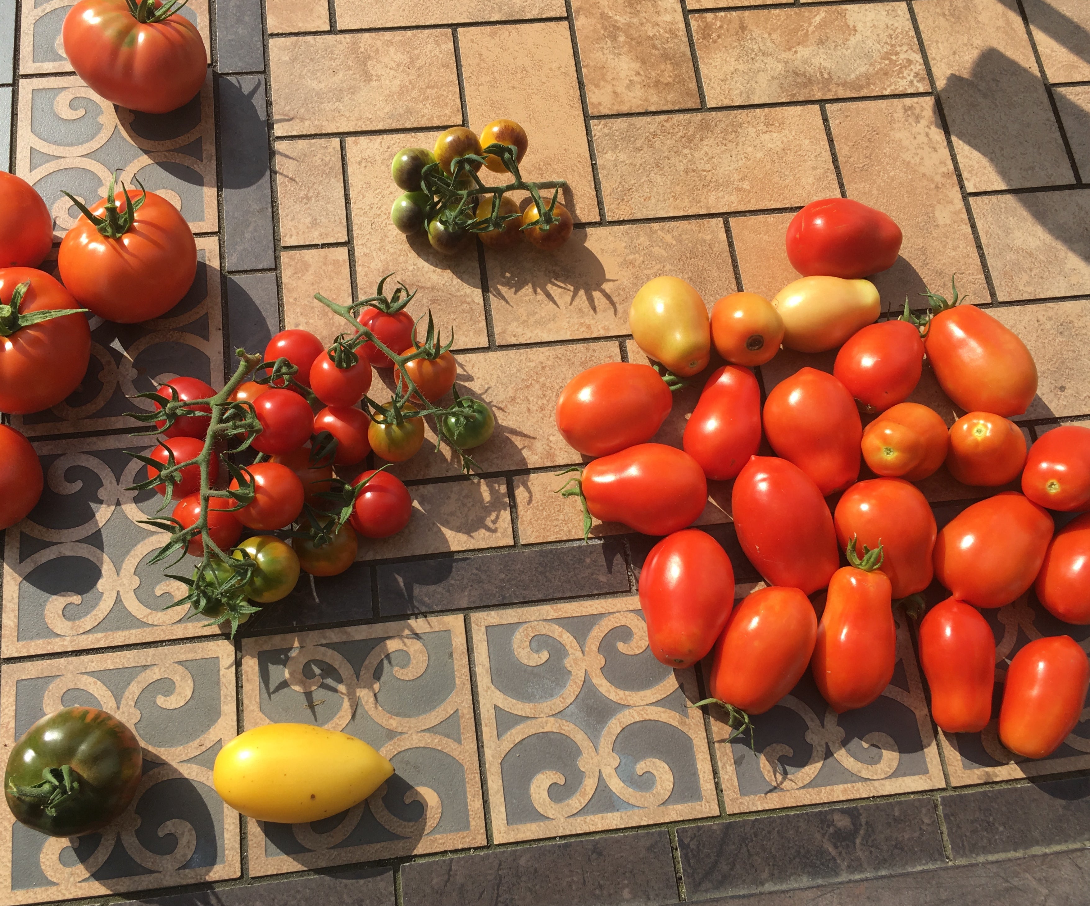 Determinate Tomatoes – Jesse's Best Tomato Plants