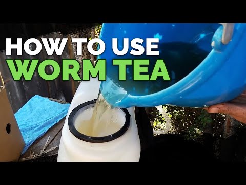 Worm Tea Concentrate – Jesse's Best Tomato Plants